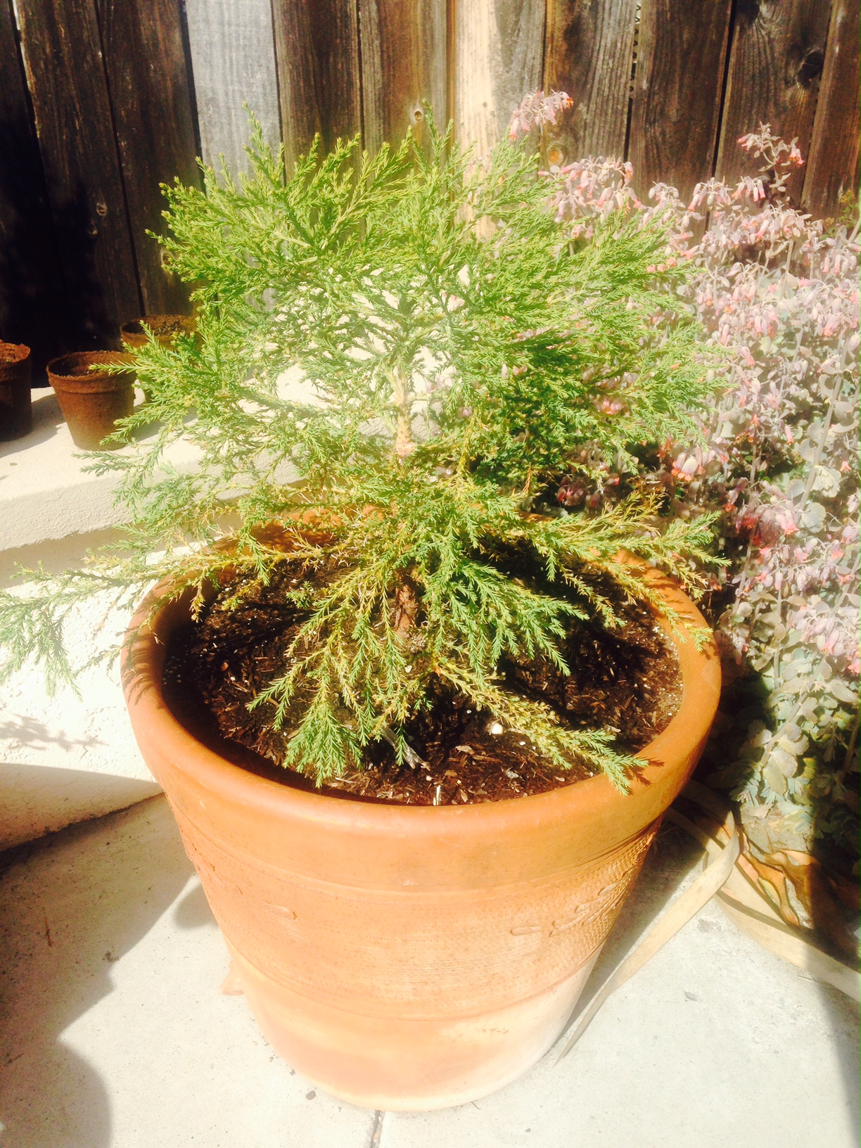 Offsetting Our Company's C02 Emissions Going into 2020 - Sequoia ...